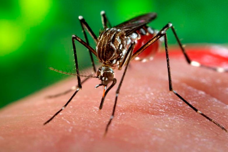 Paludismo: ¿Qué es y cómo se previene?