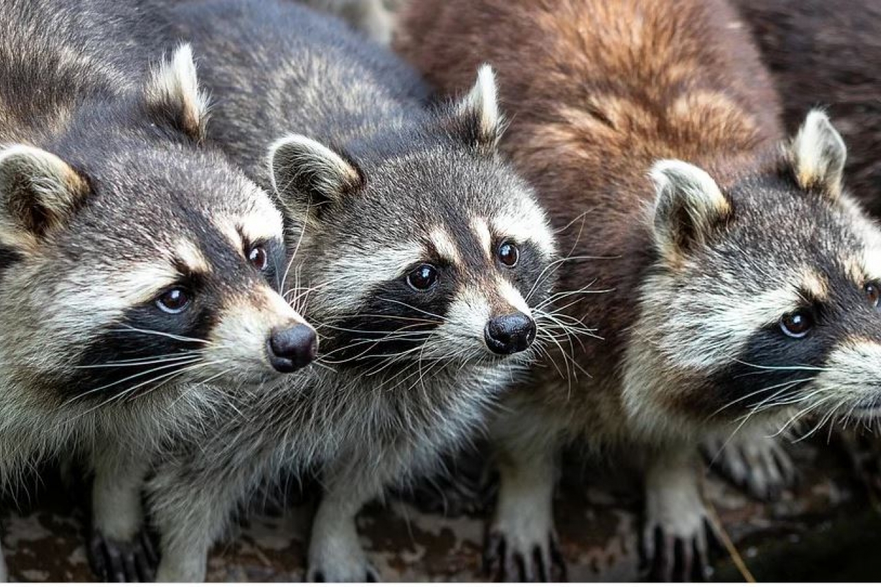 Por esta razón los mapaches frotan la comida entre sus manos