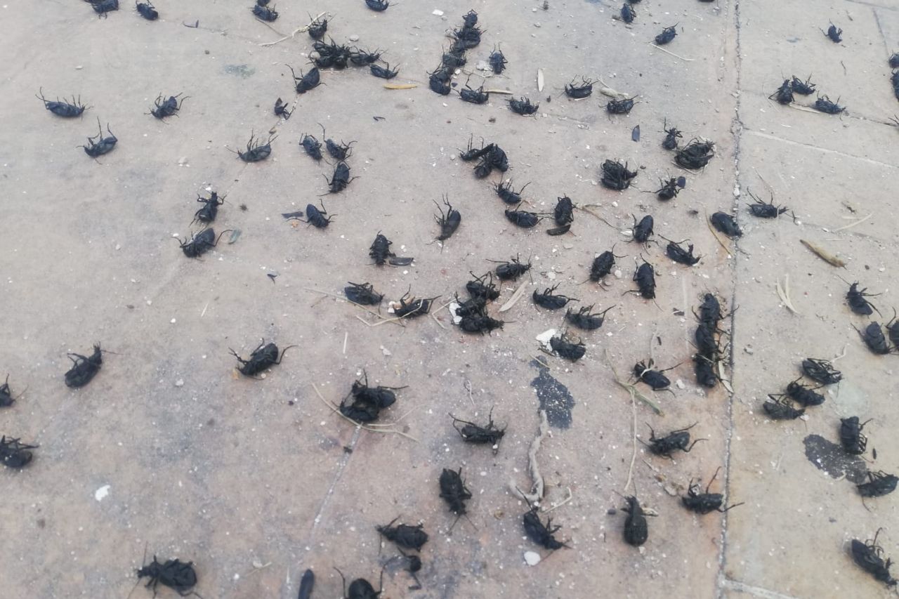 Pinacates invaden Chihuahua