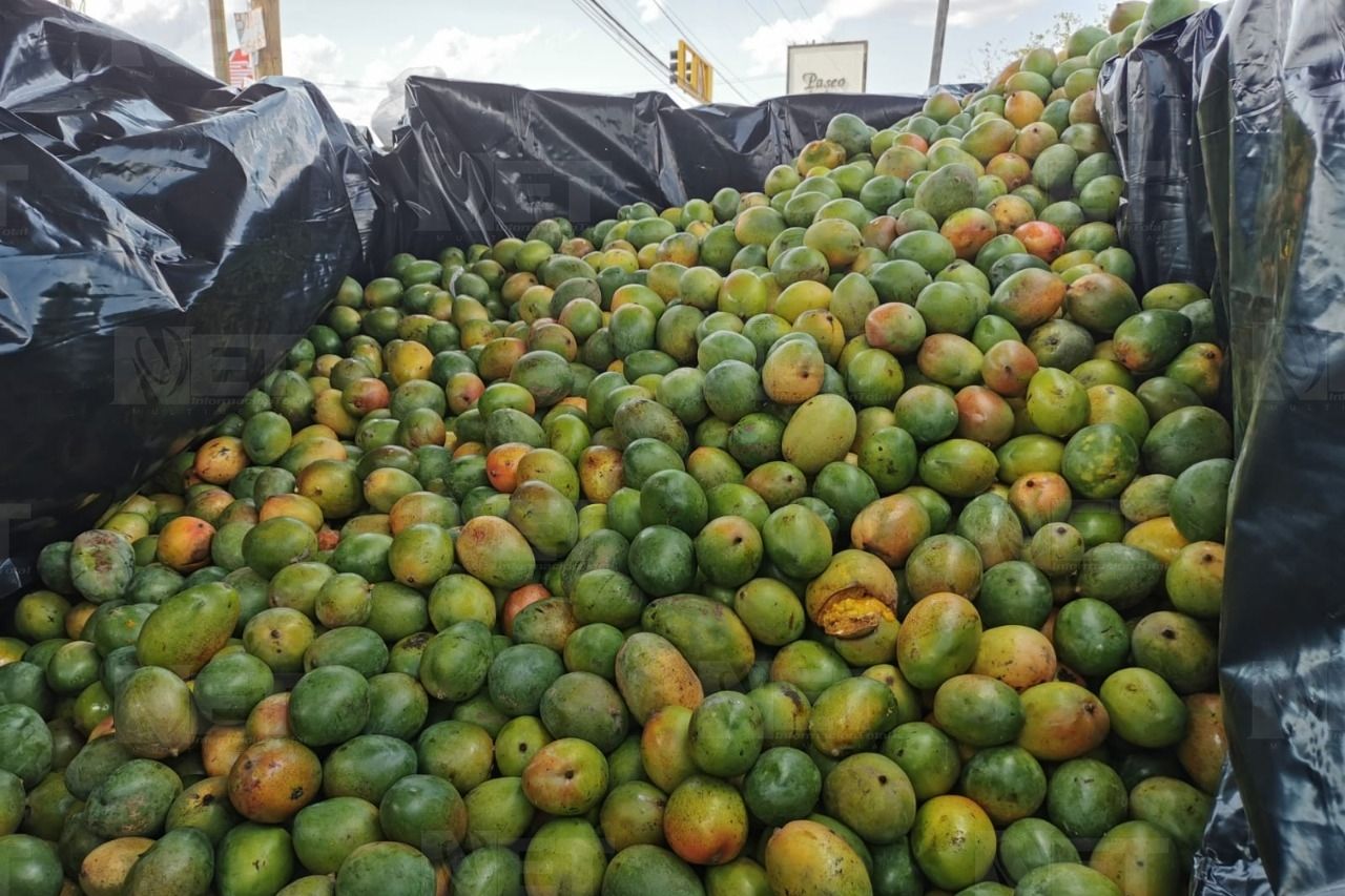 Llega otro tráiler con 40 toneladas de mango michoacano; rematan el fruto