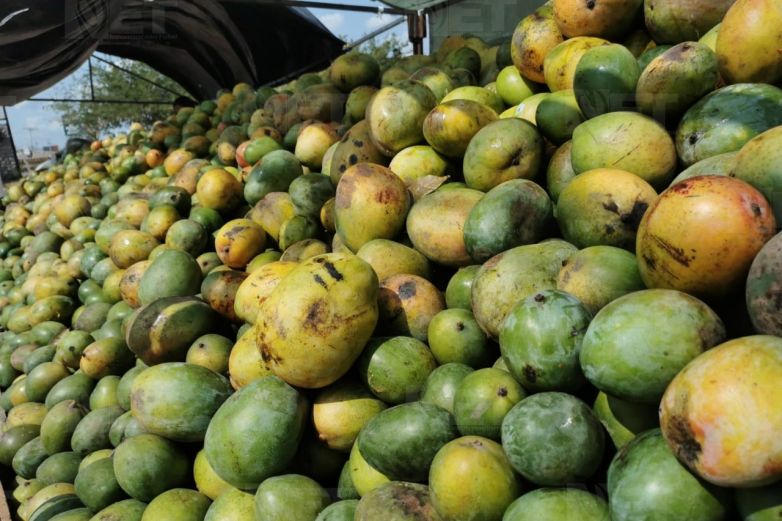 Rematan 40 toneladas de mango michoacano en Juárez