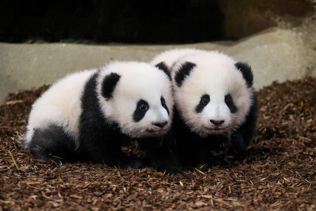 Dan cachorros de panda primeros pasos en público en zoo