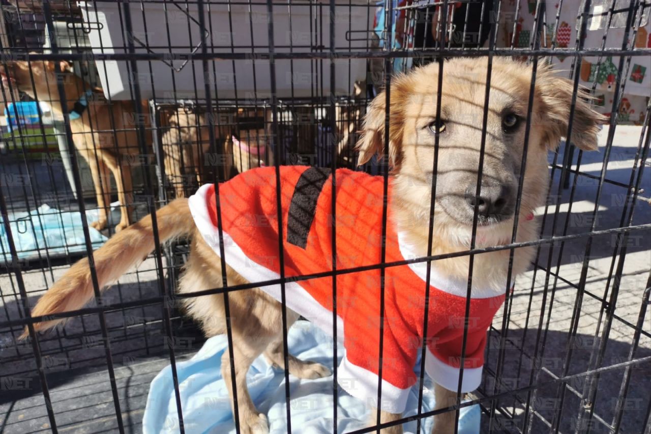 Veinte perritos rescatados buscan un hogar esta navidad