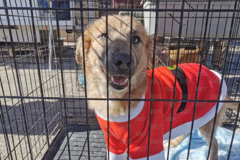 Veinte perritos rescatados buscan un hogar esta navidad
