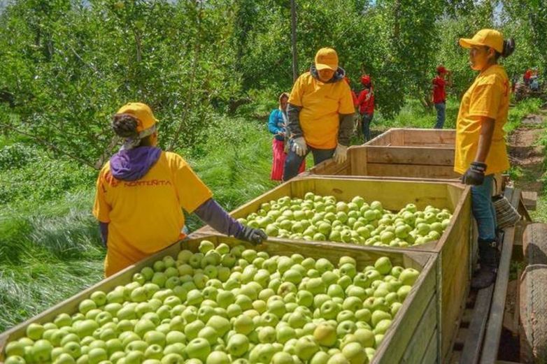 Destaca Chihuahua por su producción de manzana