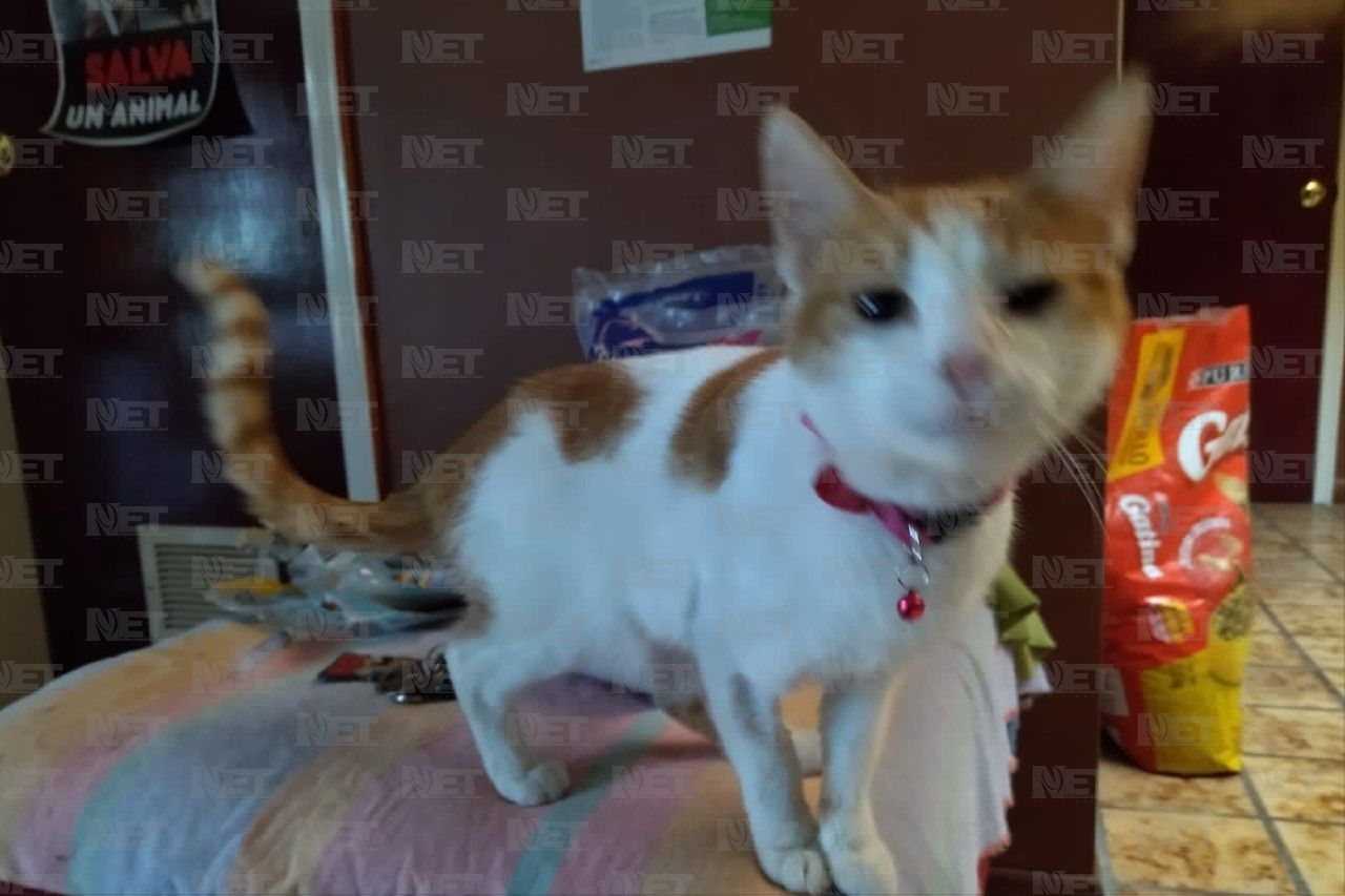 Buscan más de 150 gatos el apoyo de la comunidad en el refugio ‘Susy Cats’