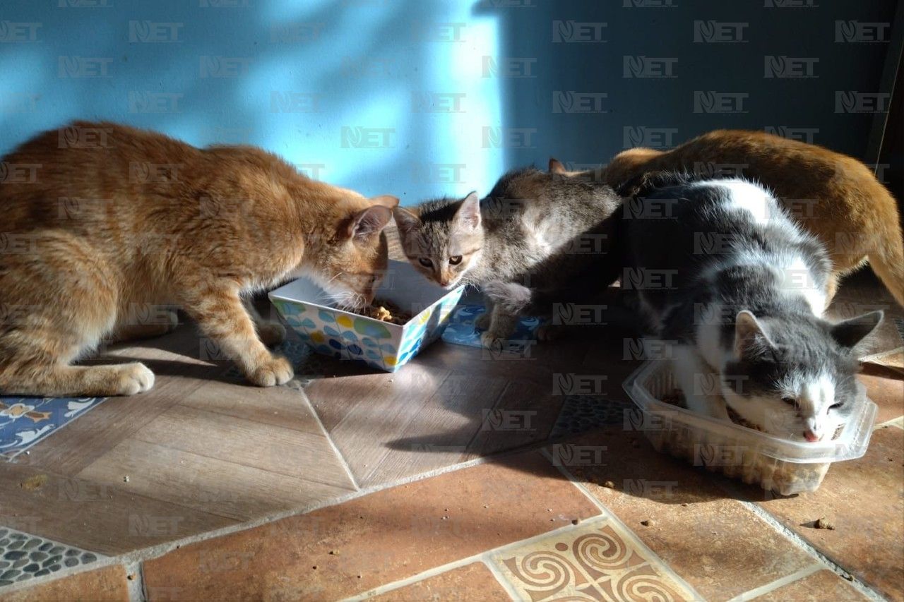 Buscan más de 150 gatos el apoyo de la comunidad en el refugio ‘Susy Cats’