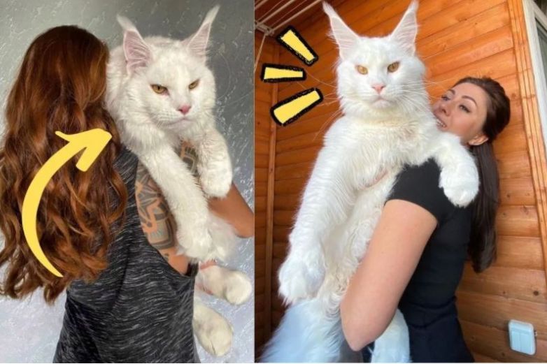 Él es Kéfir, el gato gigante que confunden con un perro