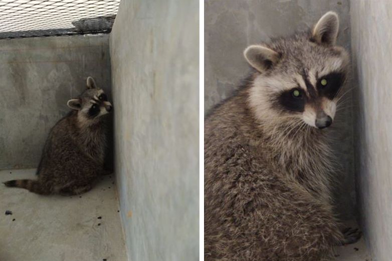Vecinos Invasores: Mapache se escondía en oficinas de Ferromex