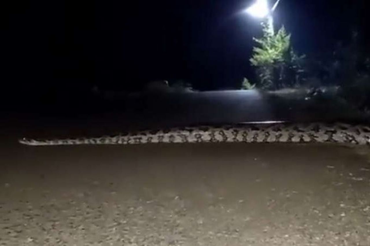 Video: ¡Se les aparece la ‘Mazacuata’! captan a boa gigante en Hidalgo