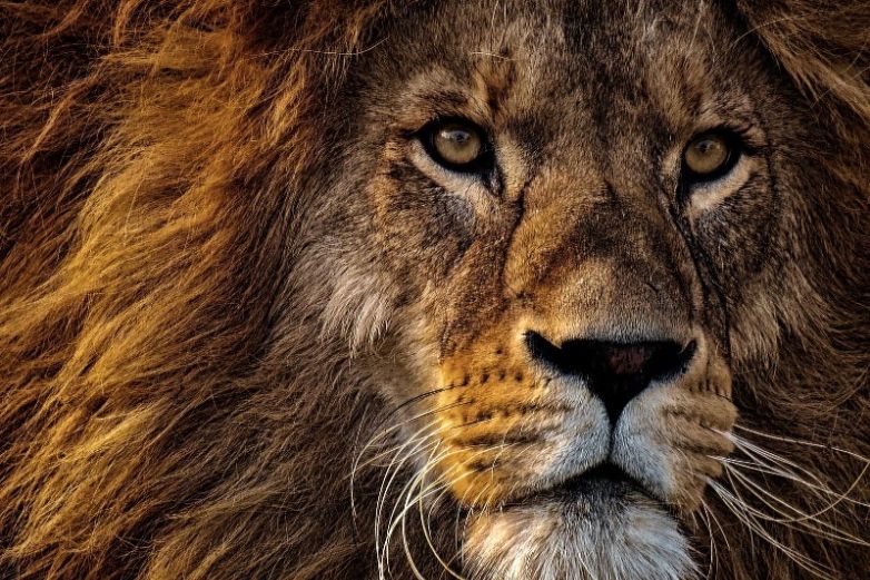 El Rey de la Selva celebra su Día Mundial