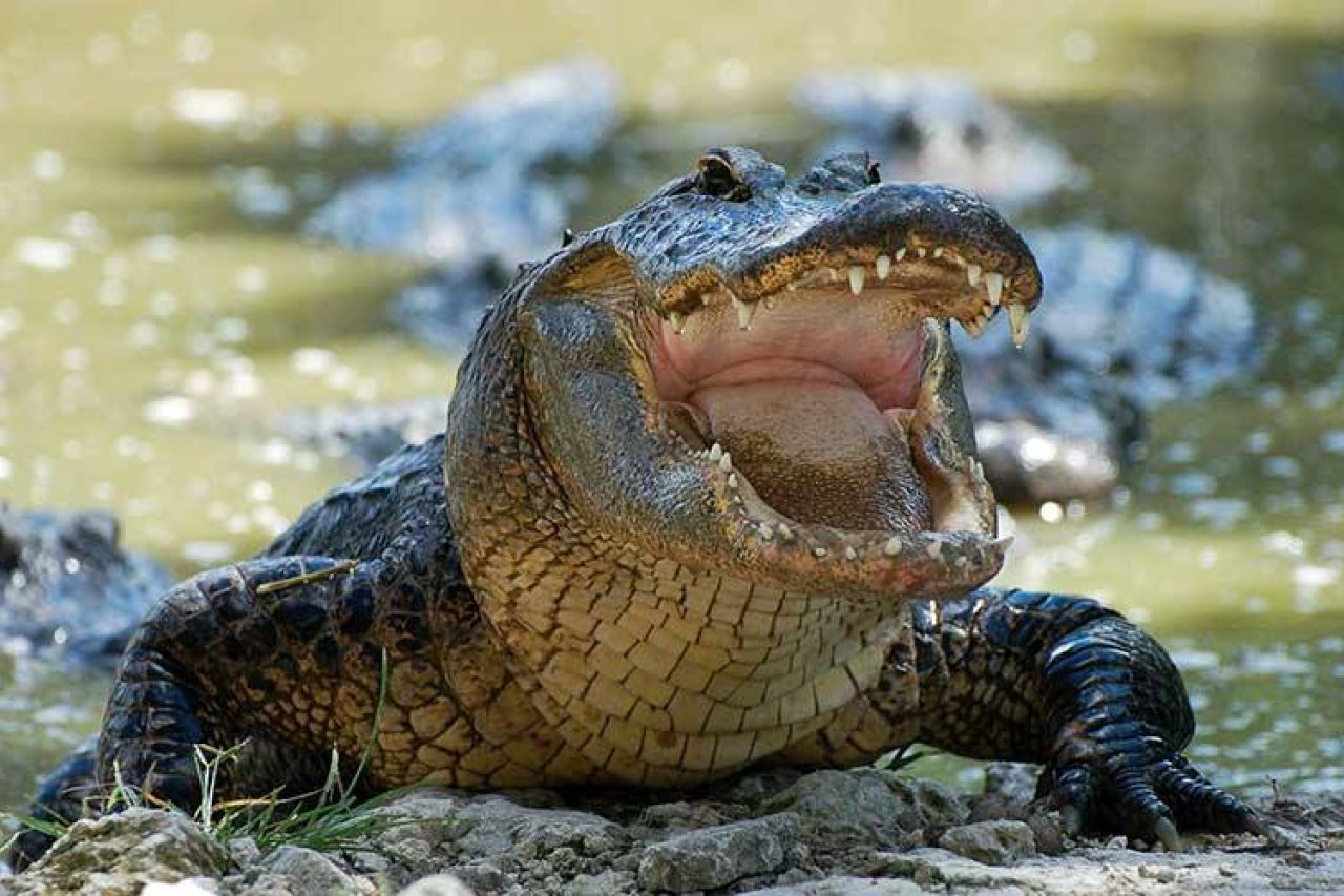 Cocodrilo: el reptil con 240 millones de años de historia