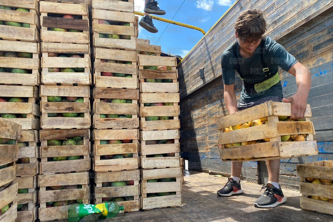 Llega a Juárez tráiler con toneladas de piña miel y mango