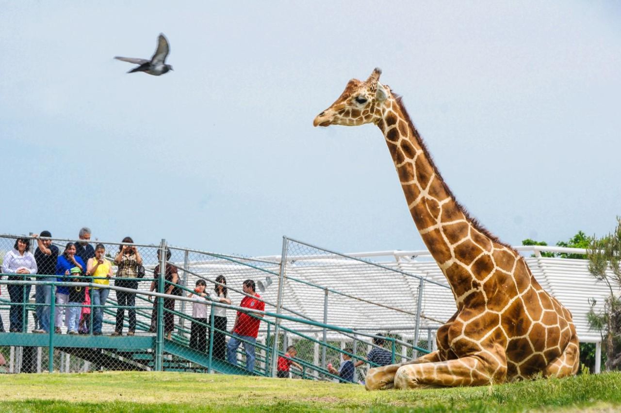 Llegará el jueves un nuevo 'inquilino' al Parque Central