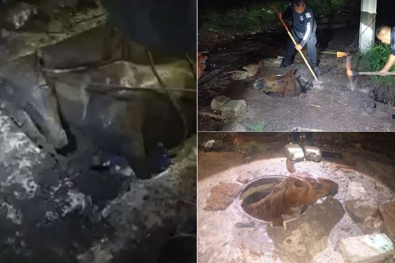 Video: Rescatan a caballo atascado en coladera en Querétaro