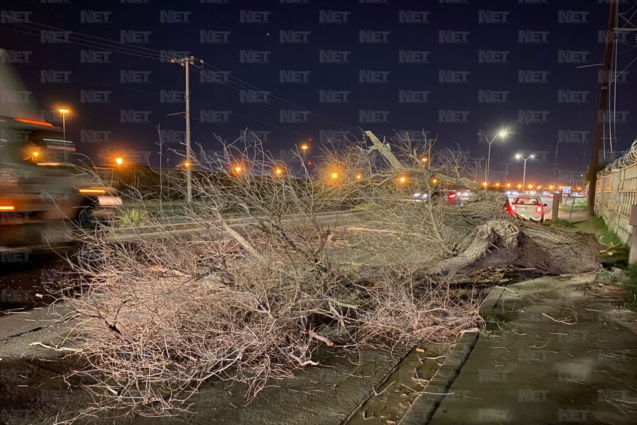 Obstruye árbol carriles del bulevar Juan Pablo II