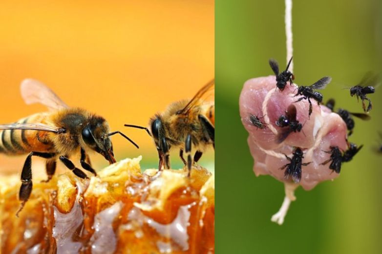 La abeja buitre: el insecto que cambió el nectar por la carne podrida