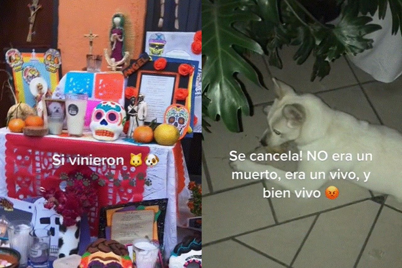 Video: Perro se come ofrenda de altar de Día de Muertos