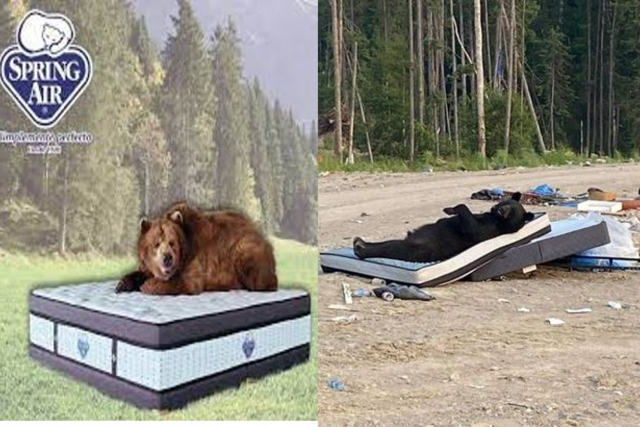 ¡Como el comercial! Oso descansa en colchón abandonado