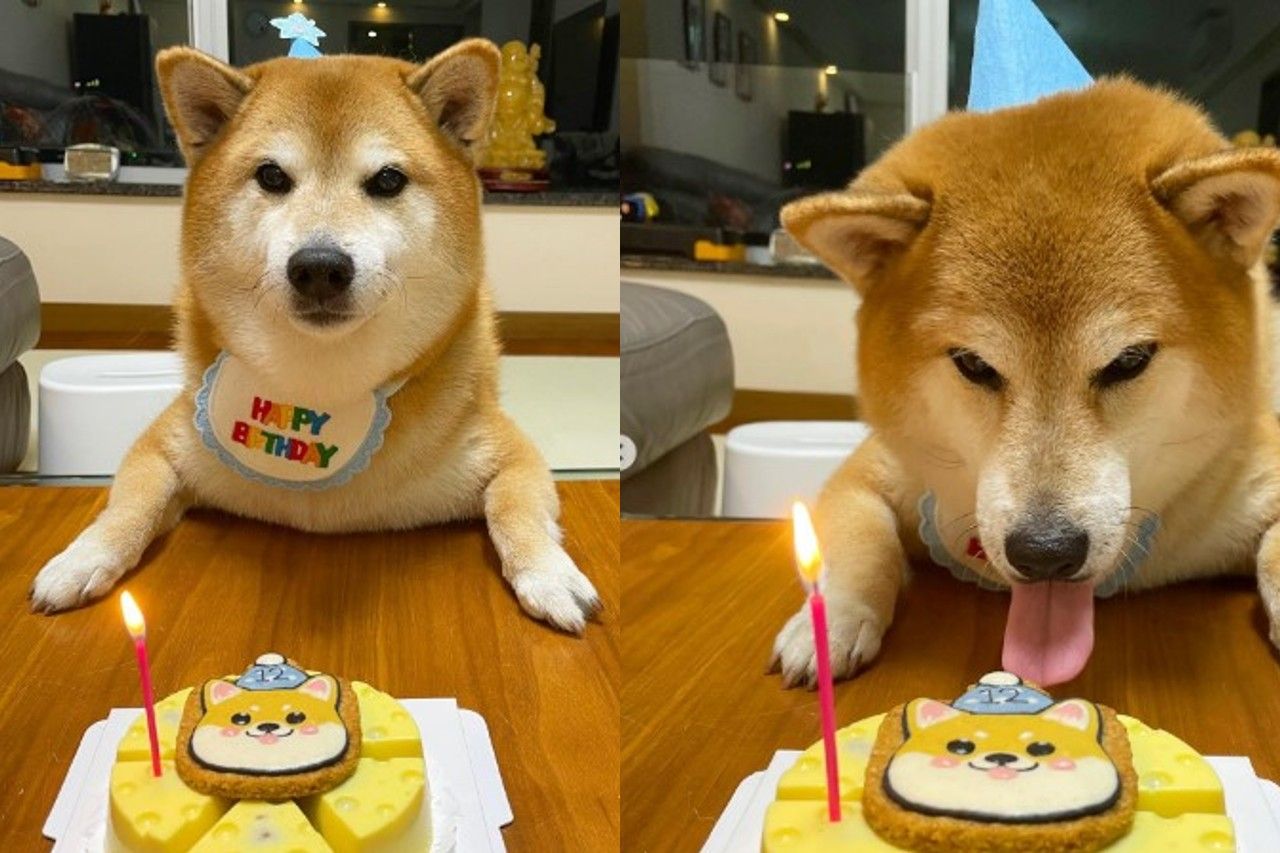 Cheems, el perrito viral, celebra su cumpleaños 12