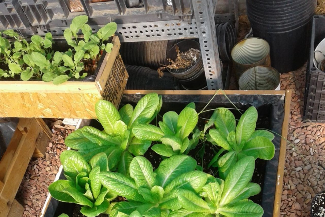 Las mejores plantas para sembrar con la llegada de la primavera