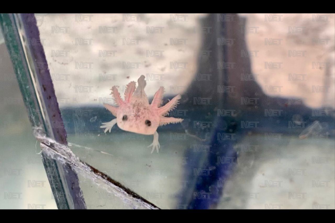 Galería: Conoce al asombroso ajolote mexicano