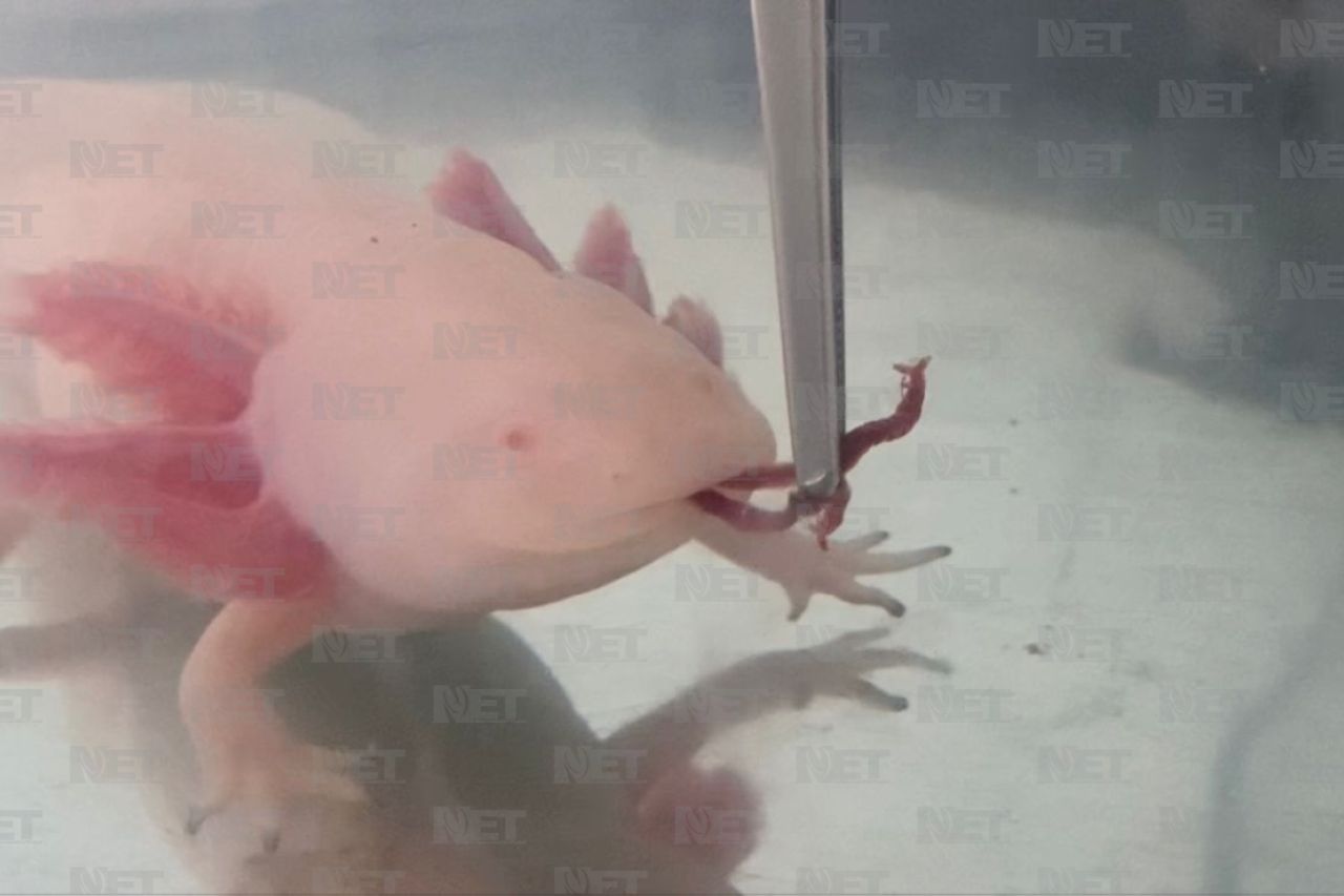 Galería: Conoce al asombroso ajolote mexicano