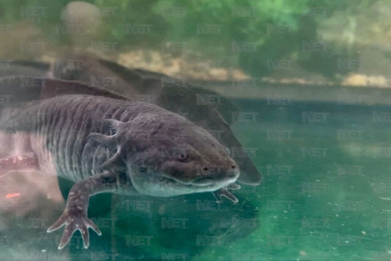 Galería: Conoce al asombroso ajolote mexicano