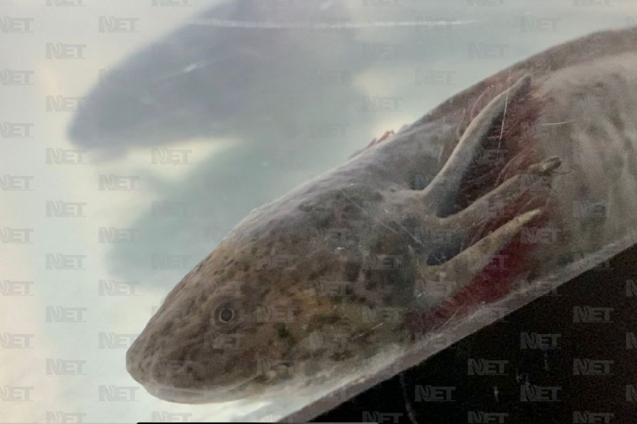 Galería: Conoce al asombroso ajolote mexicano