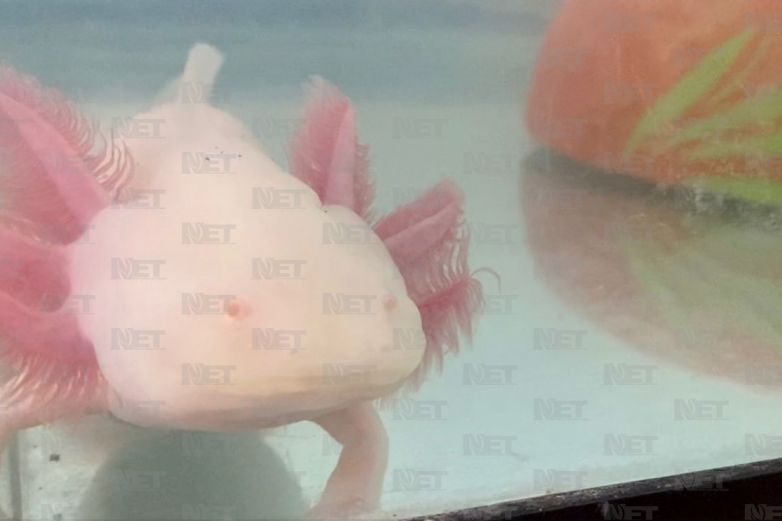 Galería: Conoce al asombroso ajolote mexicano