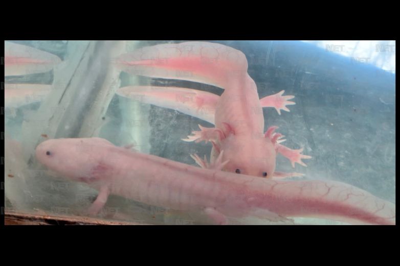 Galería: Conoce al asombroso ajolote mexicano