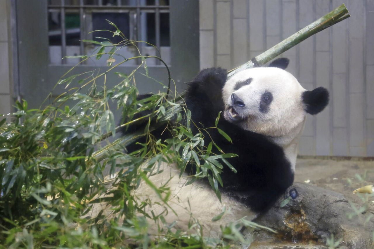 Muere Xiang Xiang, la panda que todos amaban en Japón Muere Xiang Xiang, la panda que todos amaban en Japón