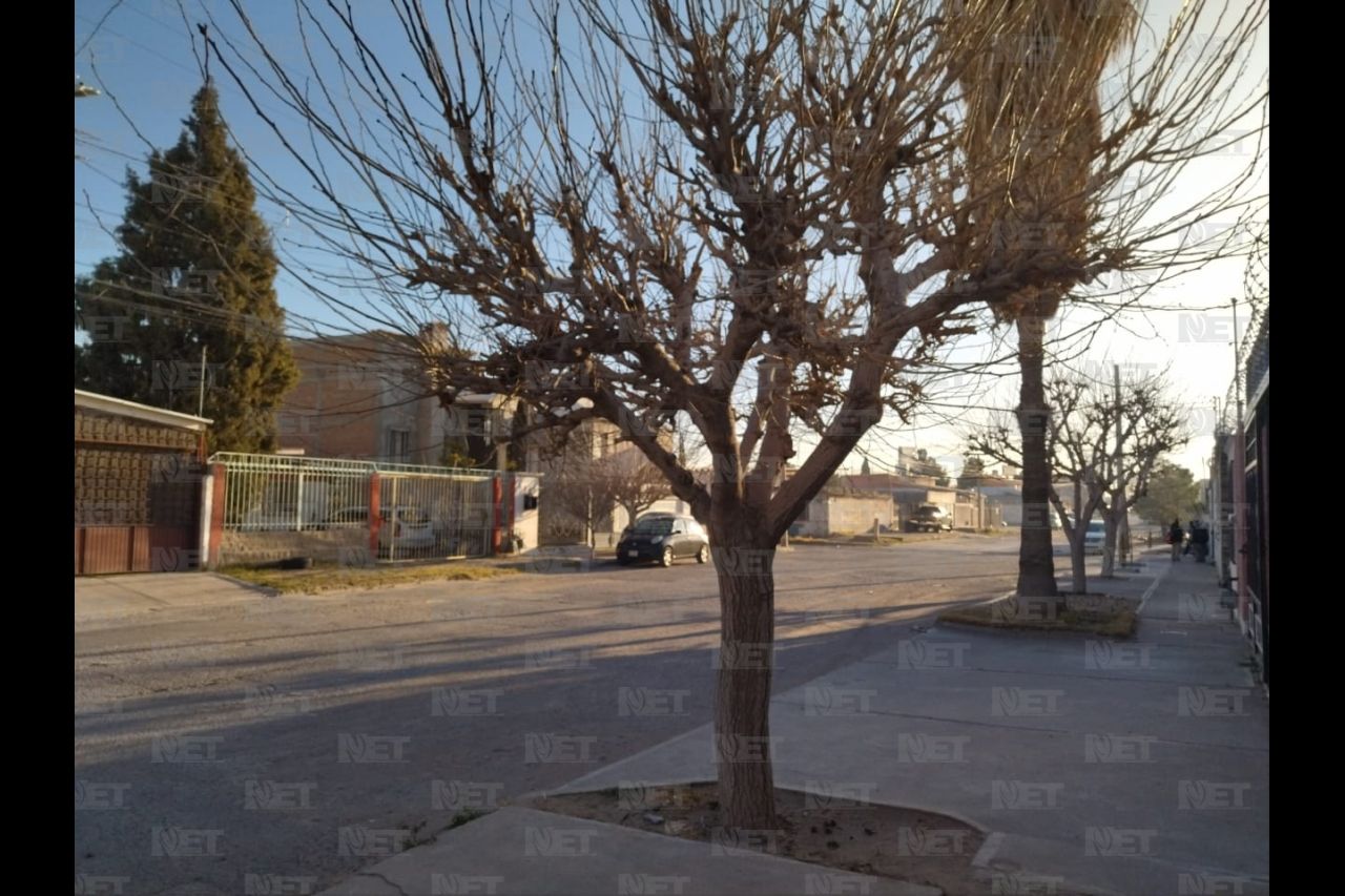 Árboles para Juárez: ¿cómo cuidarlos y podarlos?
