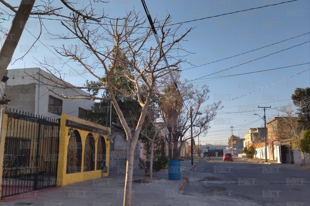 Árboles para Juárez: ¿cómo cuidarlos y podarlos?