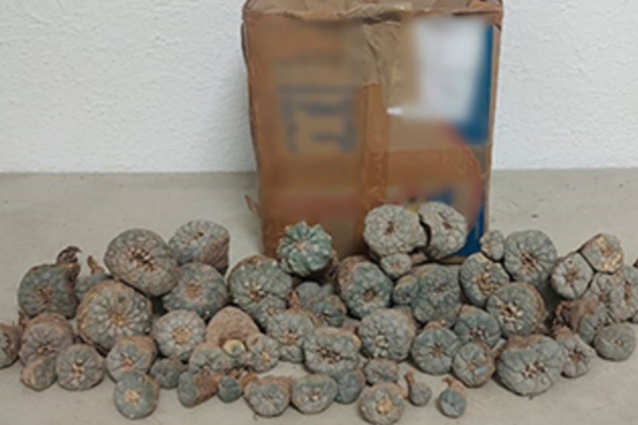 Aseguran 48 plantas de peyote en Torreón