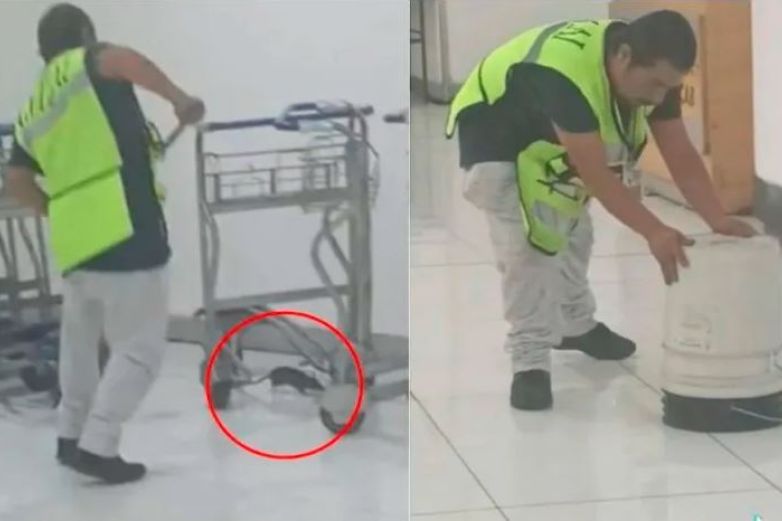 Rata Causa Pánico En El Aicm Persecución Se Hizo Viral