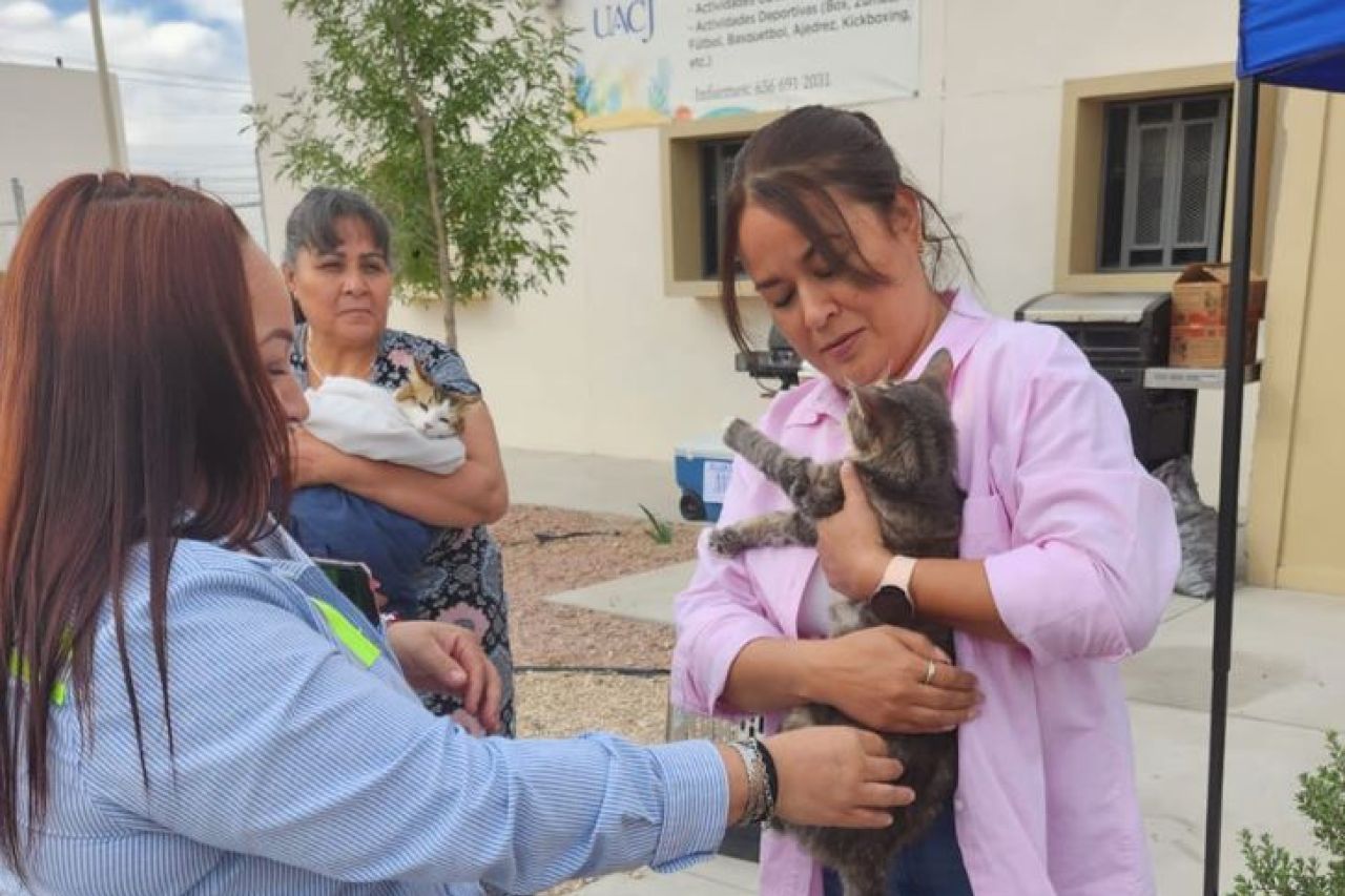 Arranca Jornada Masiva De Esterilización De Mascotas En Parajes Del Sur