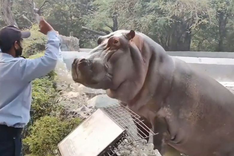 Se sale hipopótamo de su hábitat en zoológico y guardia lo regresa a ...