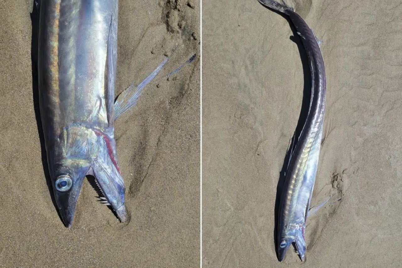 Hallan peces con colmillos de 'aspecto extraño' en Oregón