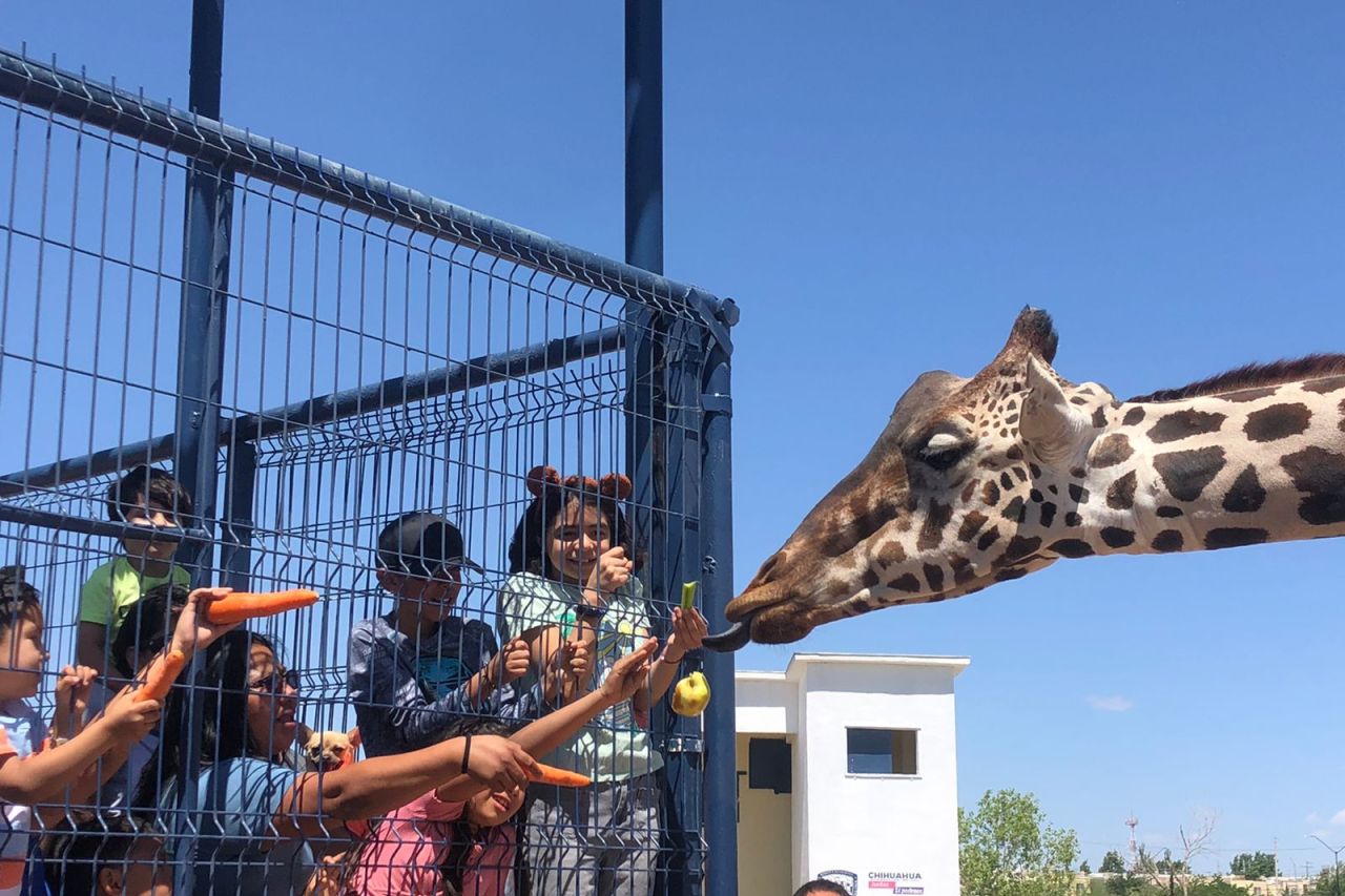 Mejoran el hábitat de la nueva jirafa en el Parque Central