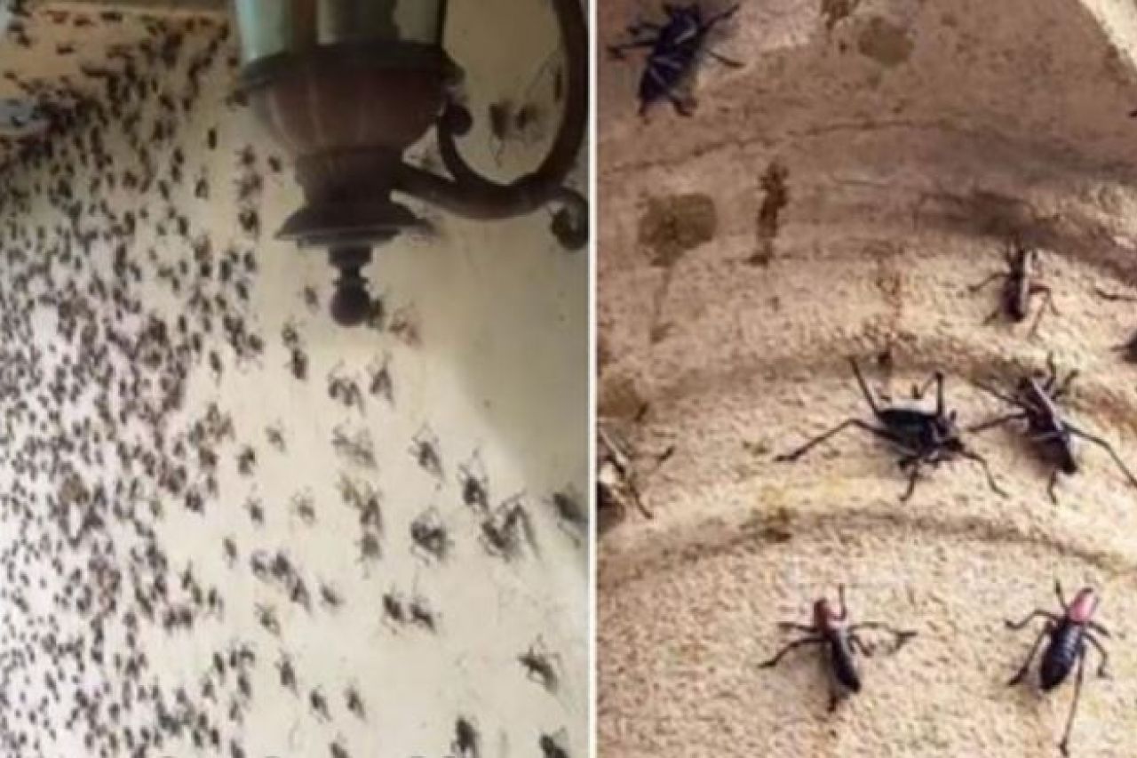 Invasión de ‘grillos caníbales’ aterroriza a residentes de Nevada