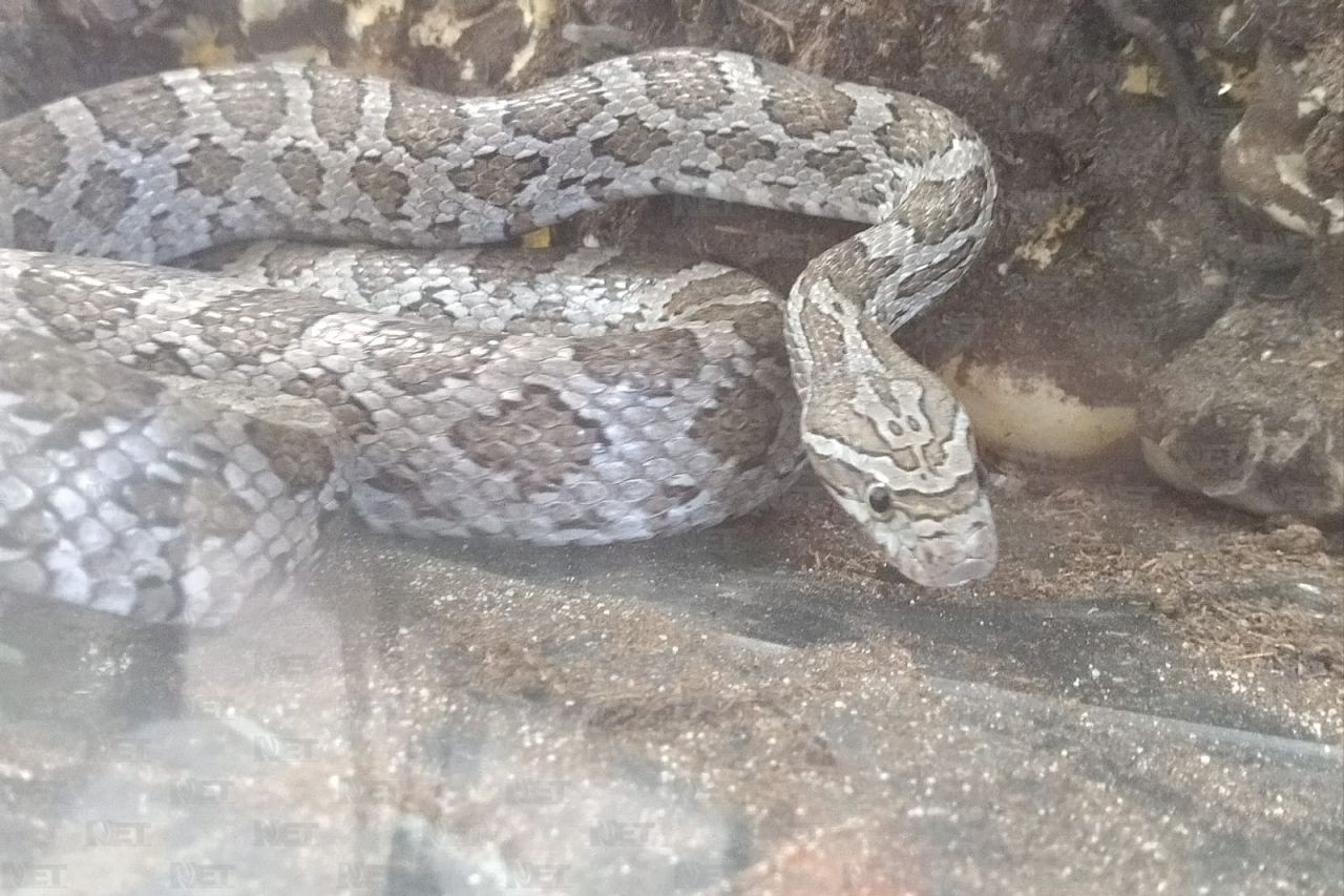 Es temporada de víboras; esto debes hacer si encuentras una