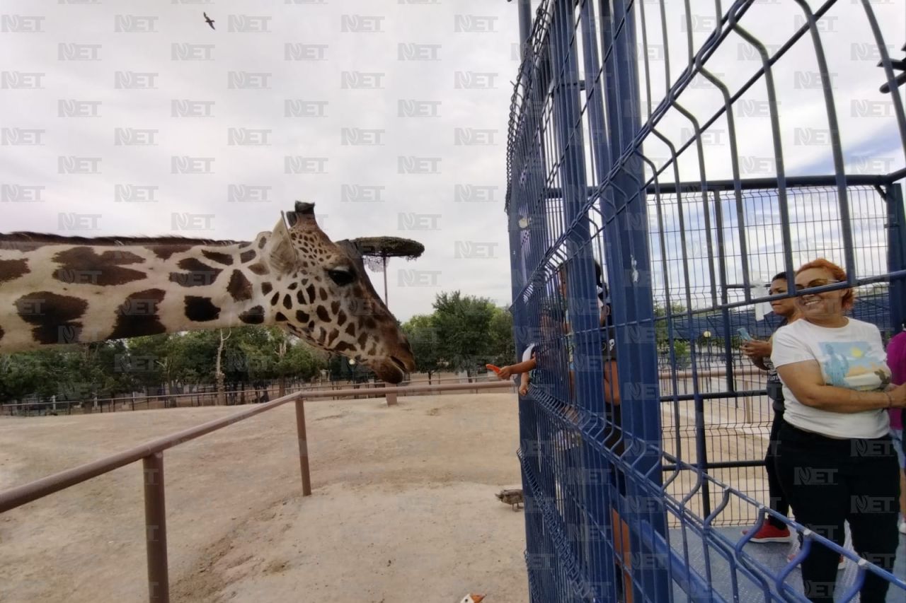 ¡Felicidades Benito! Hoy es Día Mundial de la Jirafa