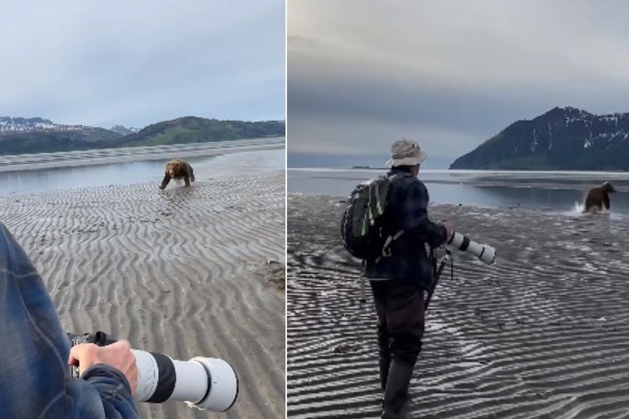 Video: Enorme oso corre hacia grupo de fotógrafos y estos lo enfrentan