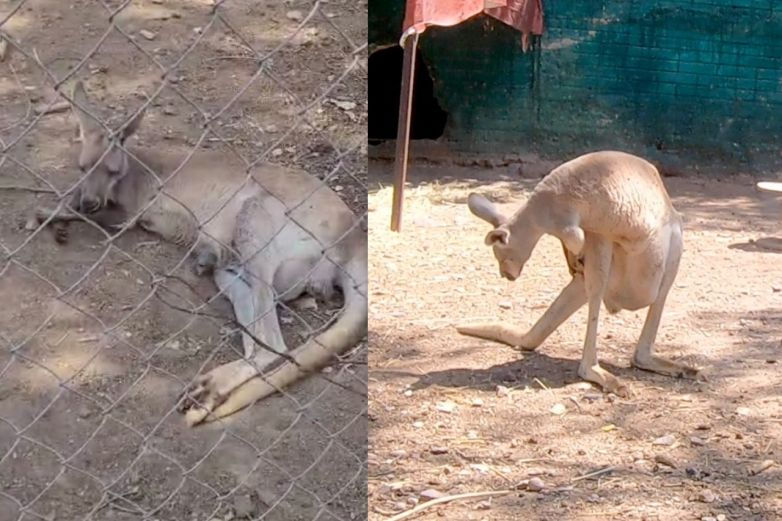 Nace canguro en el Zoológico de Chihuahua