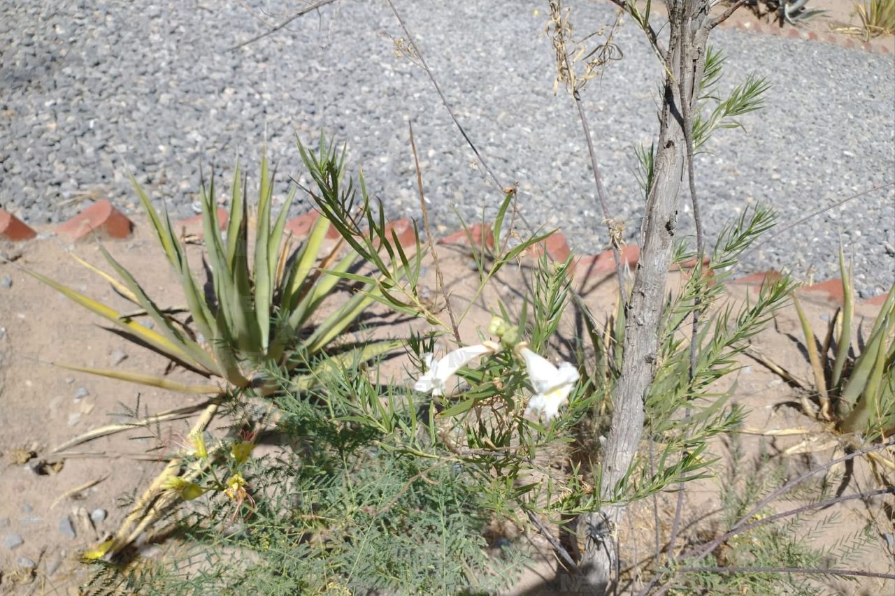Jardín Botánico del Parque Central, una opción para aprender de la ...