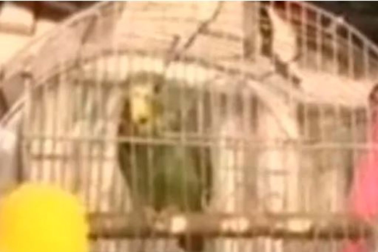 Respuesta de perico a reportero se hace viral