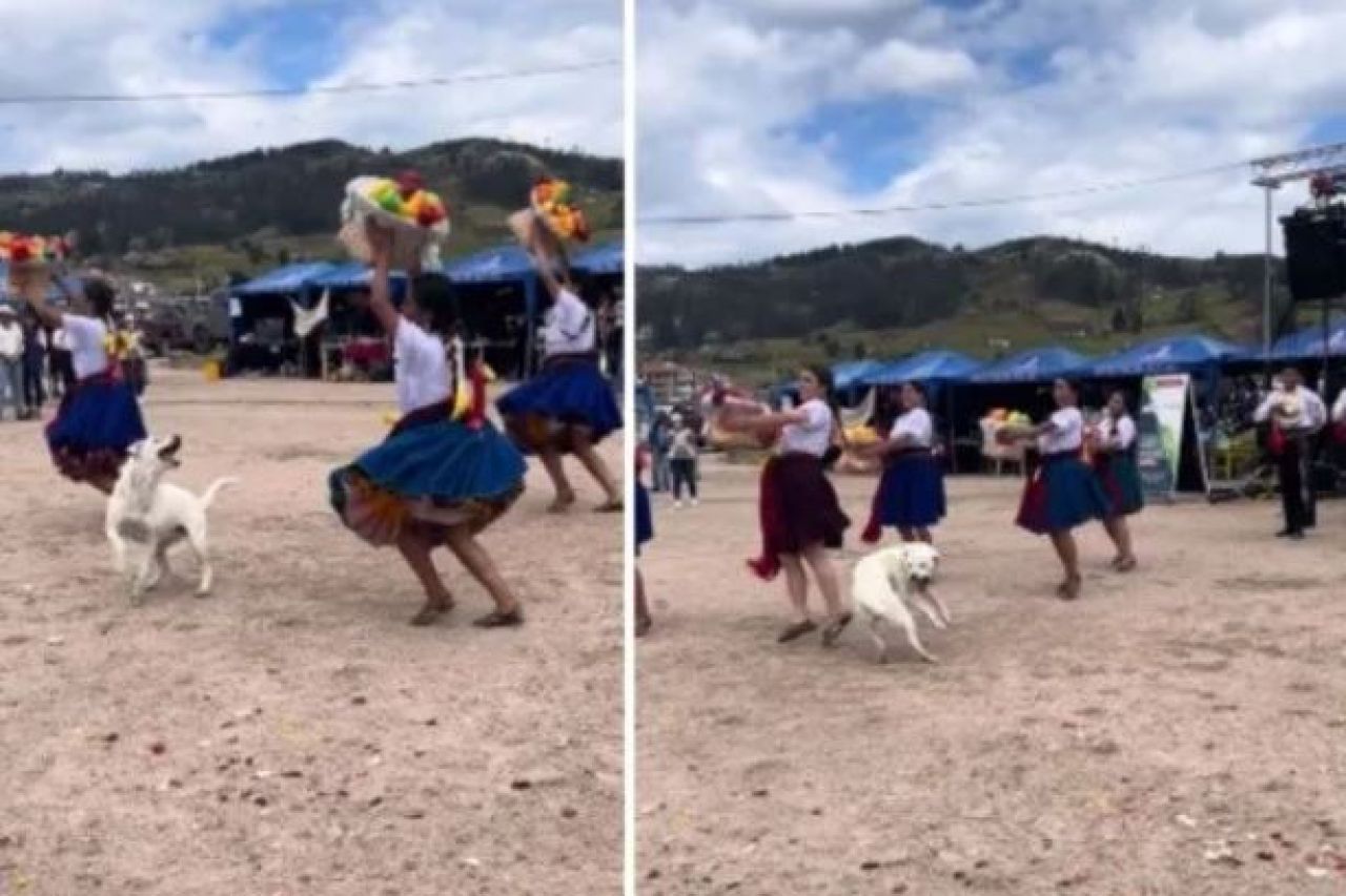 Perrito baila al ritmo de danza folclórica y se hace viral