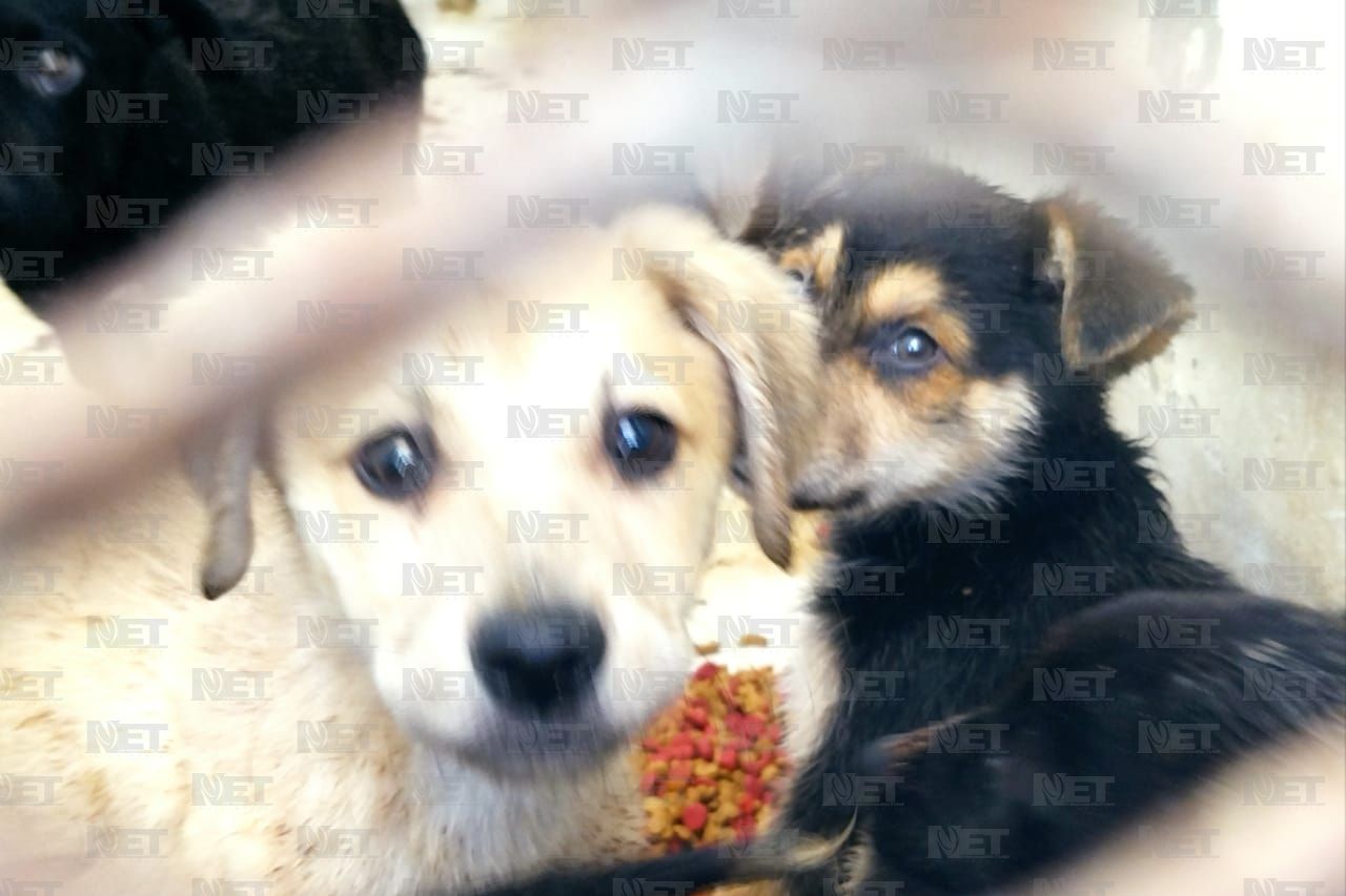 Invita Cobach 9 a colecta de croquetas para el RAMM