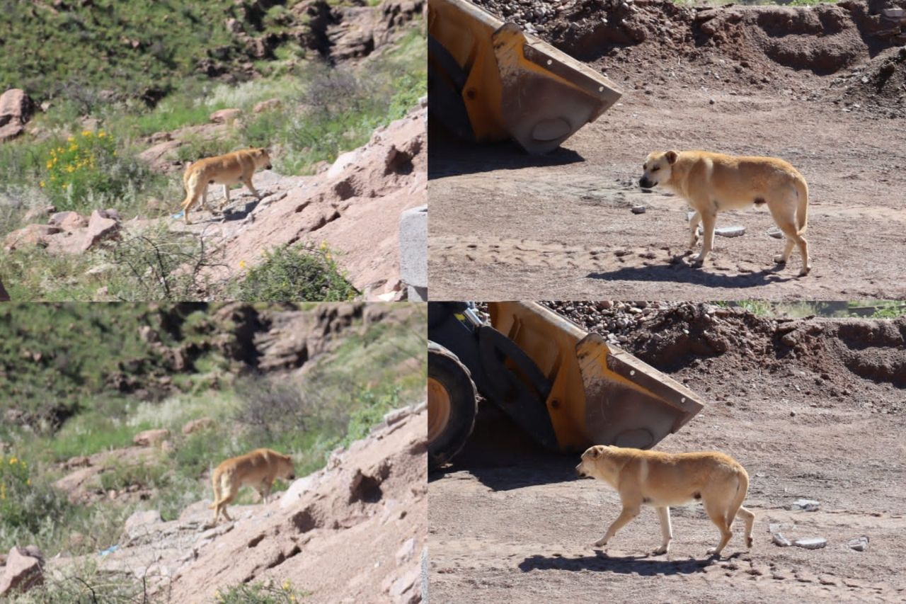 ¡No era un puma! Perro confundió a chihuahuenses